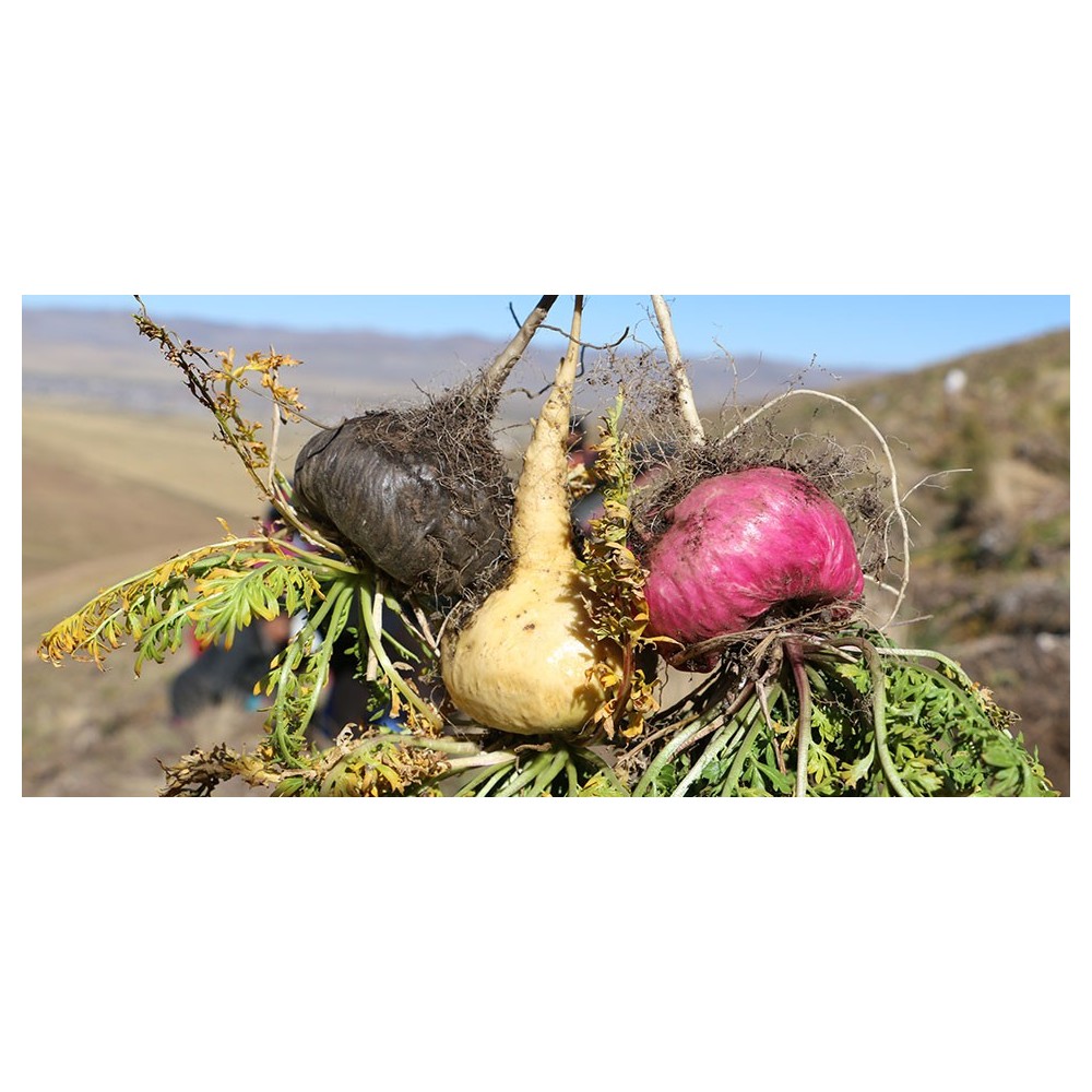 Organic Gelatinized Red Maca Root Capsules - Vegan